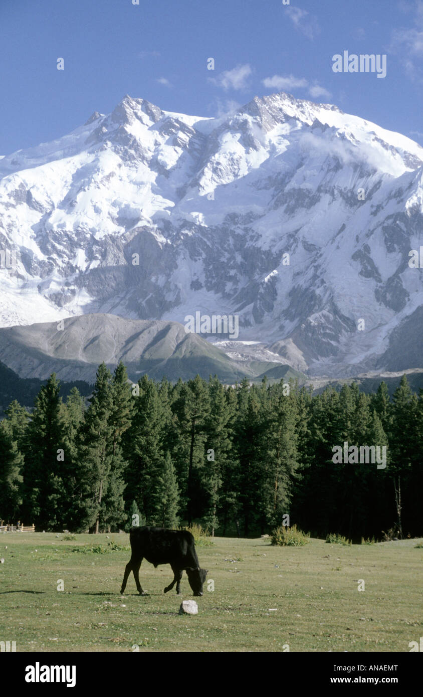 Pakistan Himalaya Local Caption Mount Naga Parbat Stock Photo - Alamy