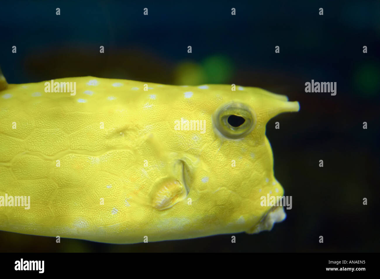 A Longhorn Cowfish Stock Photo - Alamy