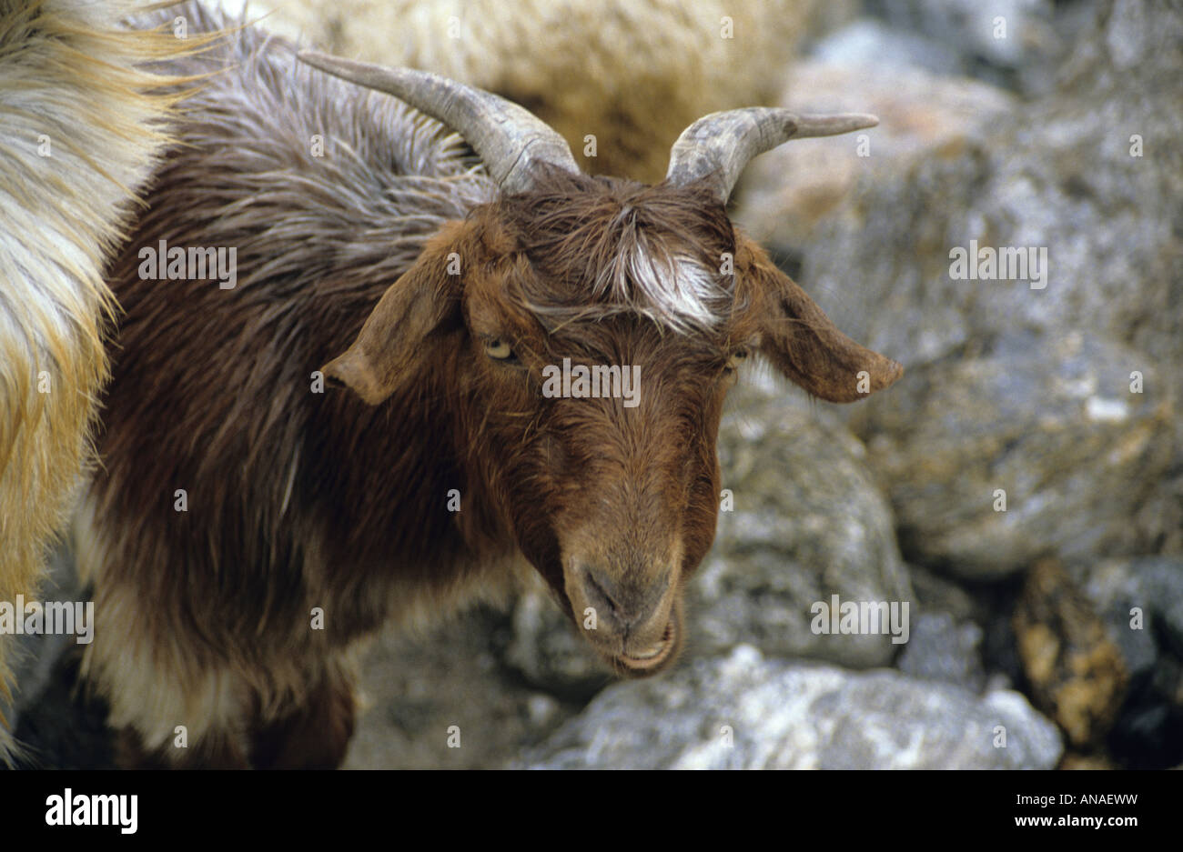 Pakistan Himalaya Mount Naga Parbat Goat Stock Photo - Alamy