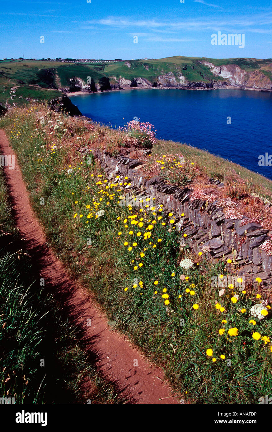 boscastle haven clifftop walk summer flowers coastal path cornwall ...
