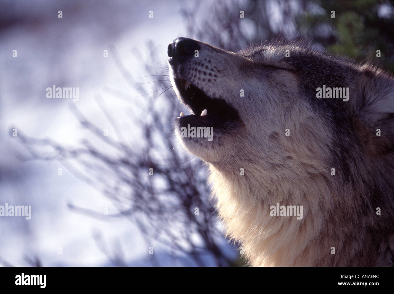 Alpha Wolf Stock Photos & Alpha Wolf Stock Images - Alamy