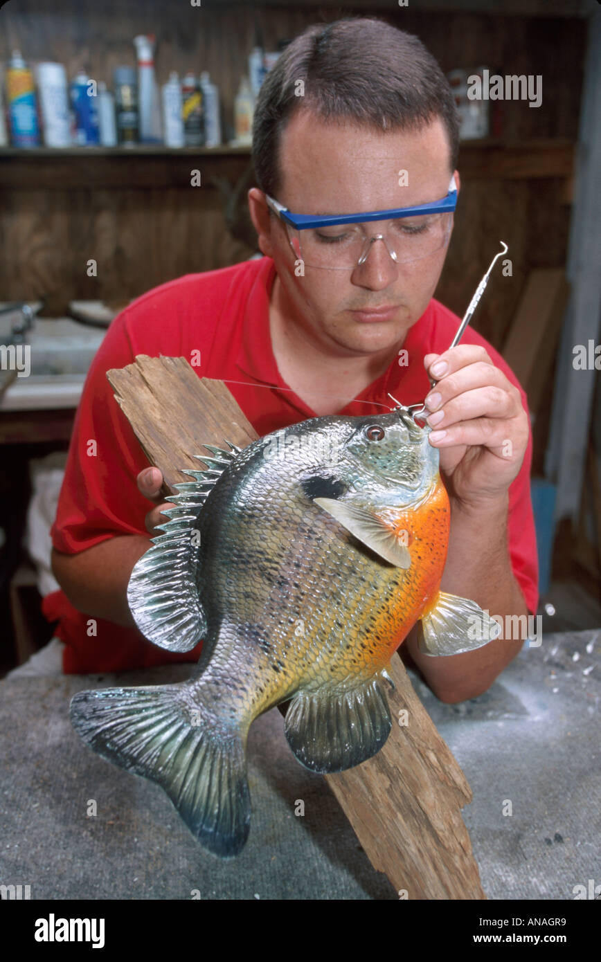 Alabama Stapleton,wildlife artist,bluegill fish,reproduction,man men ...