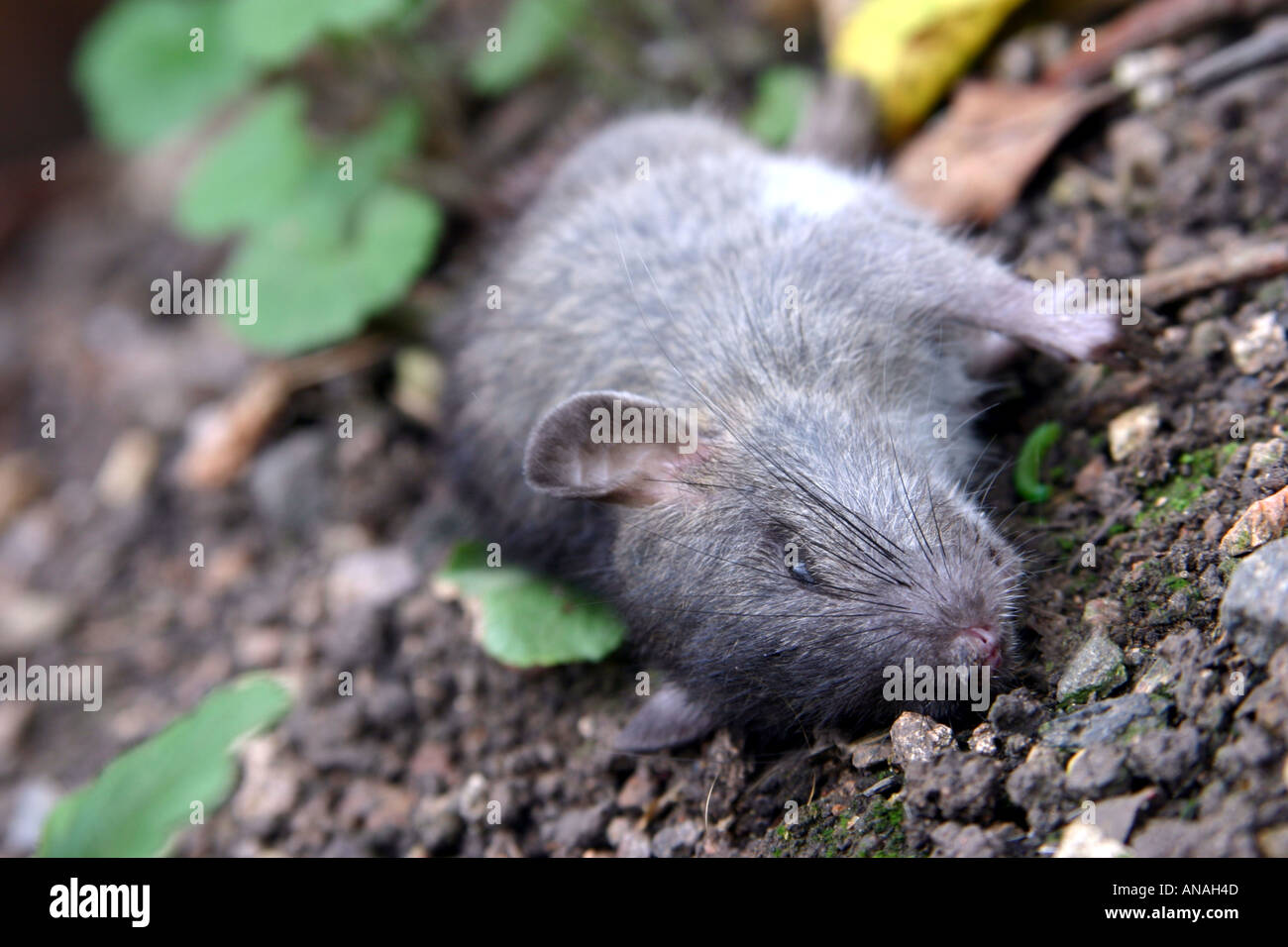Rat poison uk hi-res stock photography and images - Alamy