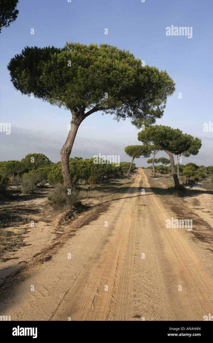 Coto Donona National Park West Andalucia Spain Stone Pine Pinus pinea ...