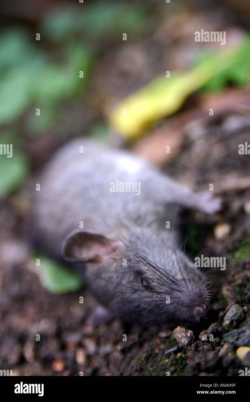 Vermin dead rat pest hi-res stock photography and images - Alamy