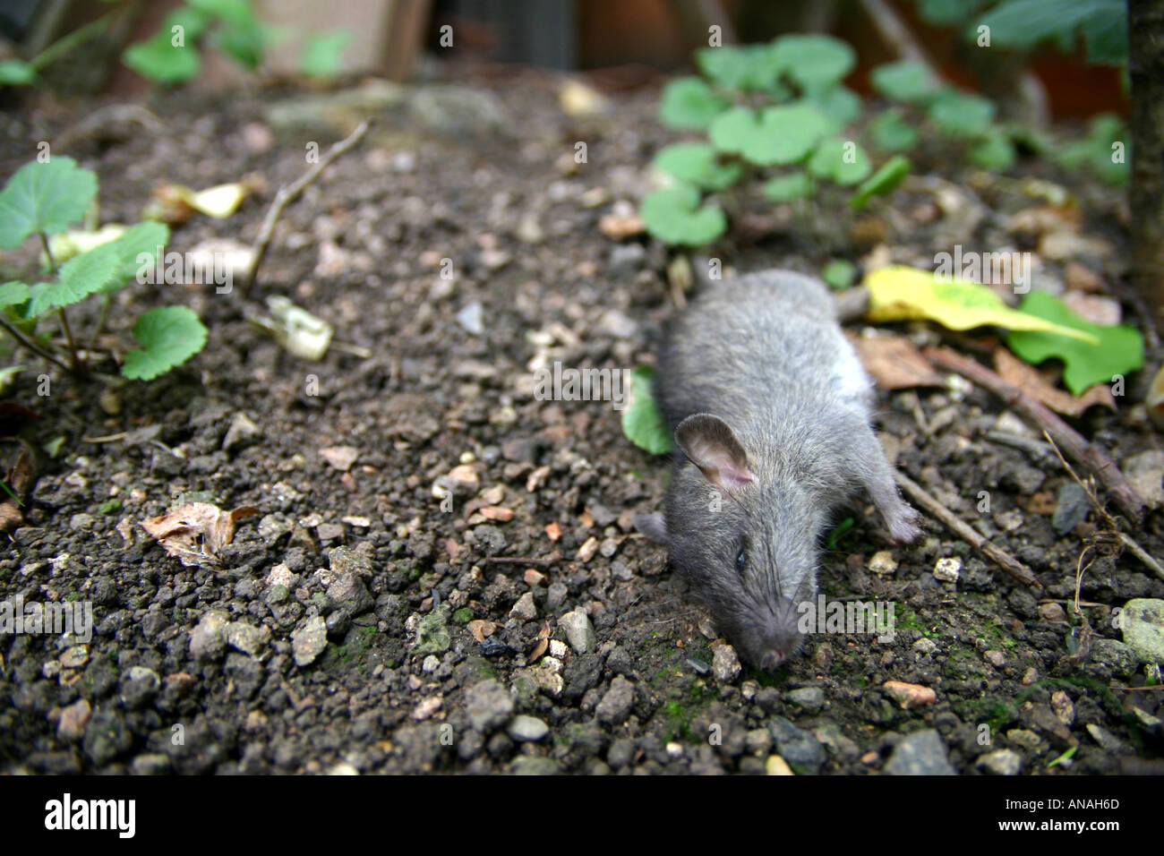 Dead rat lying on ground hi-res stock photography and images - Alamy