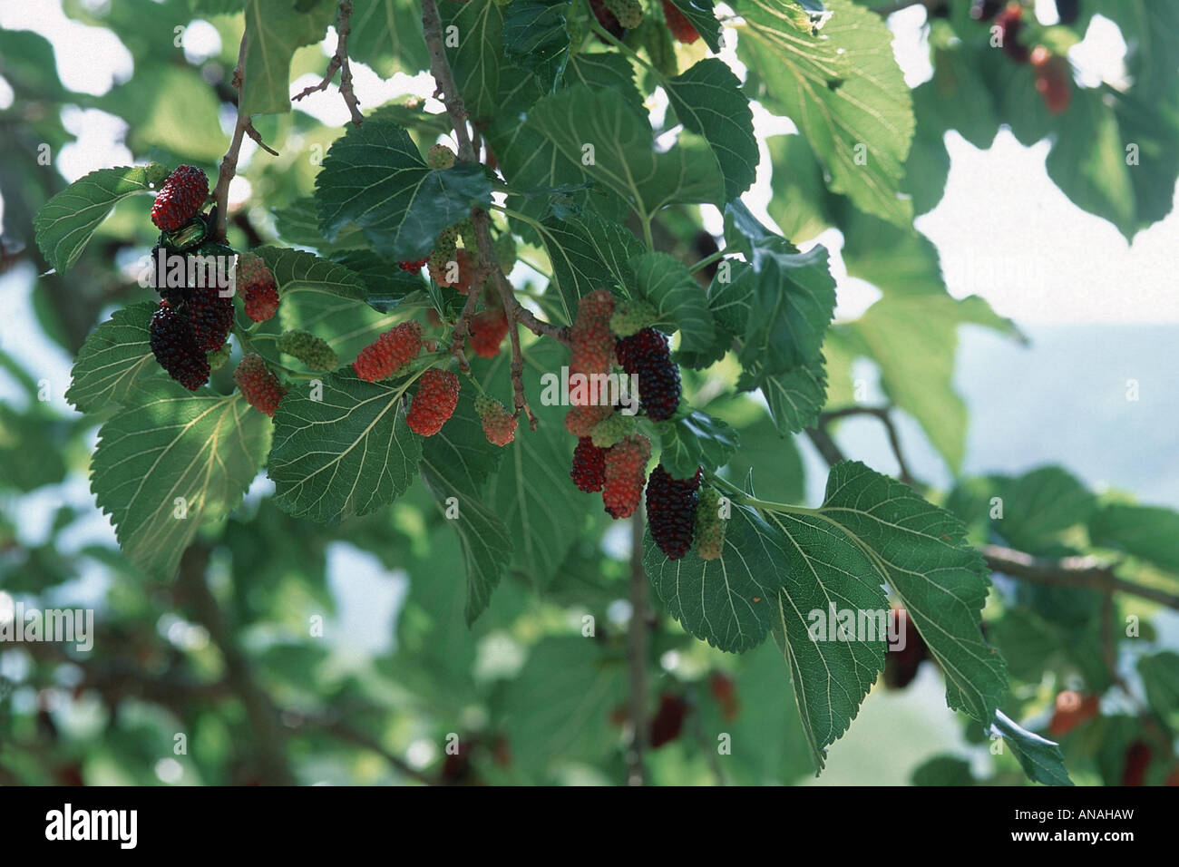 Anahaw leaves hi-res stock photography and images - Alamy