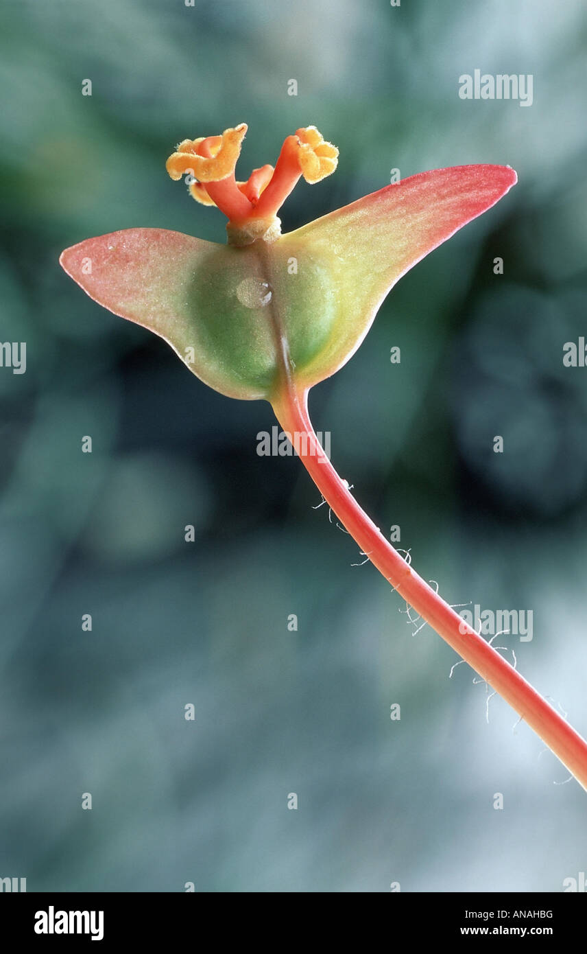 Begonia Tuberhybrida Illumination Lemon