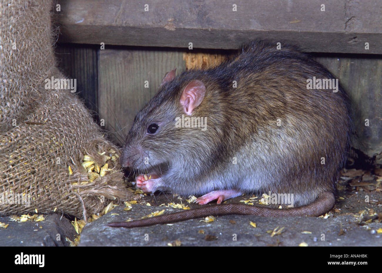 Portrait format common brown rat hi-res stock photography and images ...