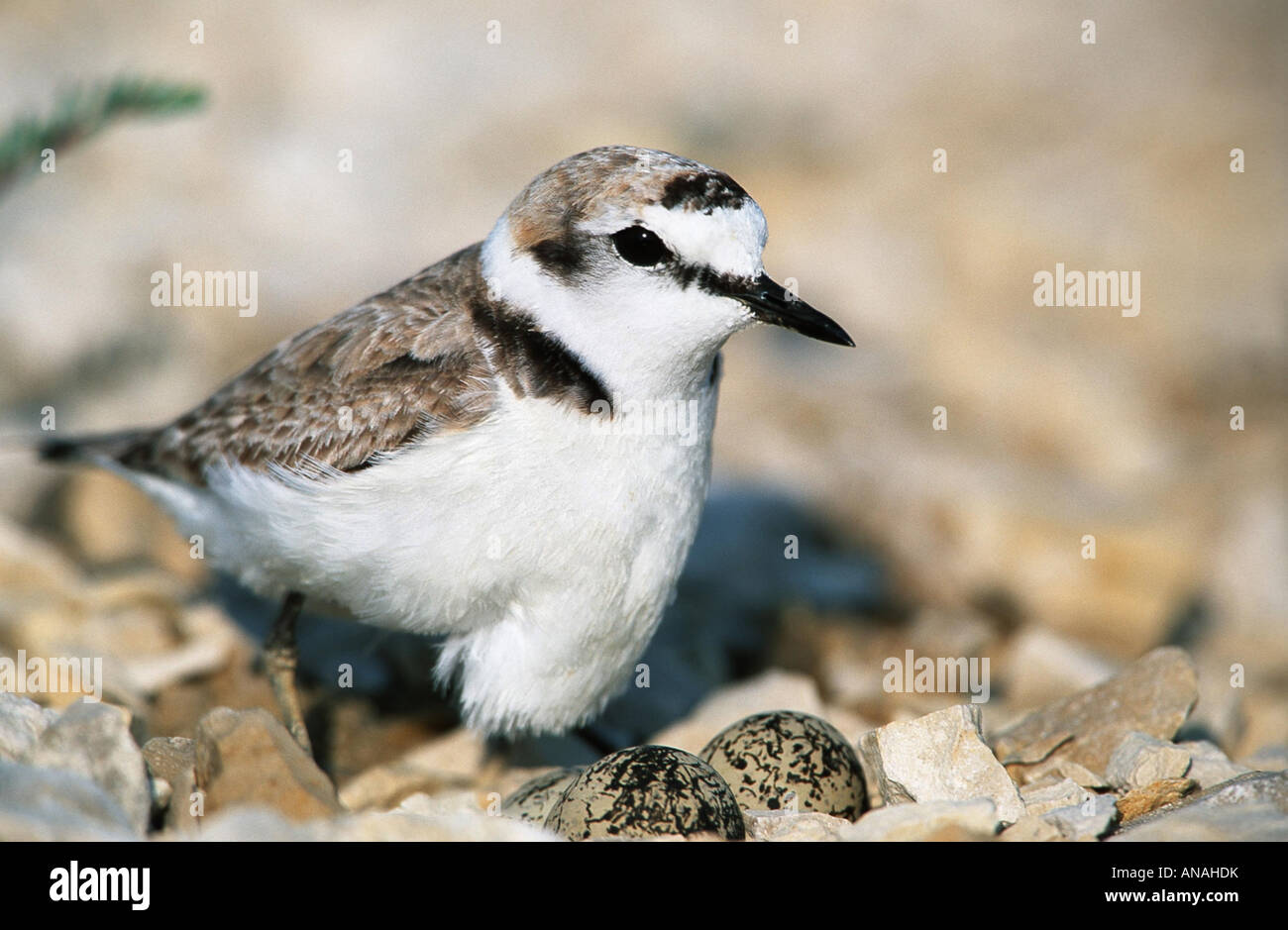 kentish plover (Charadrius alexandrinus), male at the nest Stock Photo ...