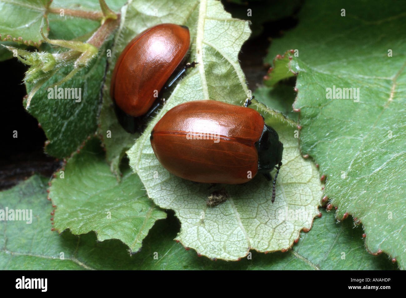 red poplar leaf-beetle, poplar leaf beetle, poplar beetle (Melasoma ...