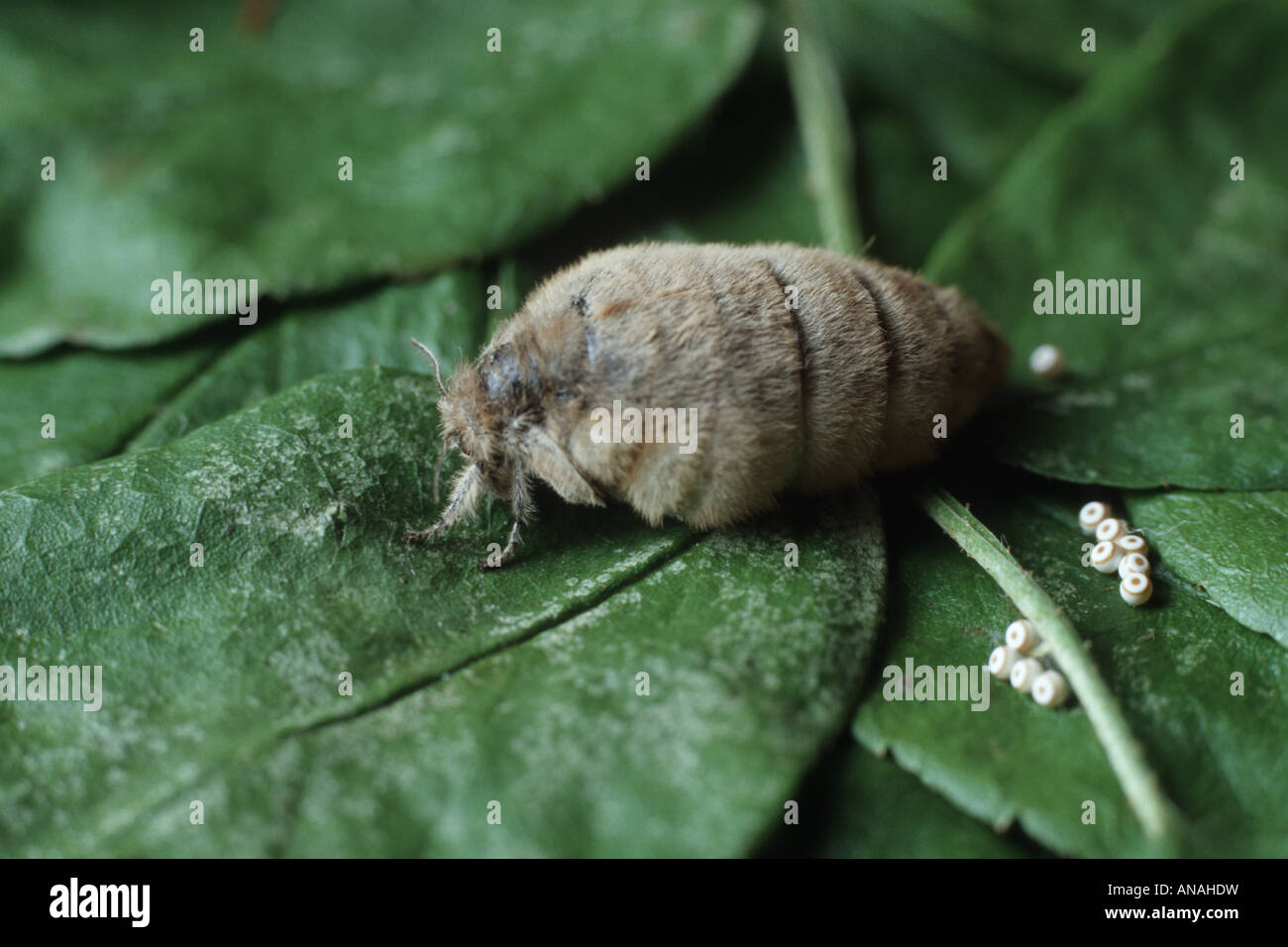 vapourer moth, common vapourer, rusty tussock moth (Orgyia antiqua ...