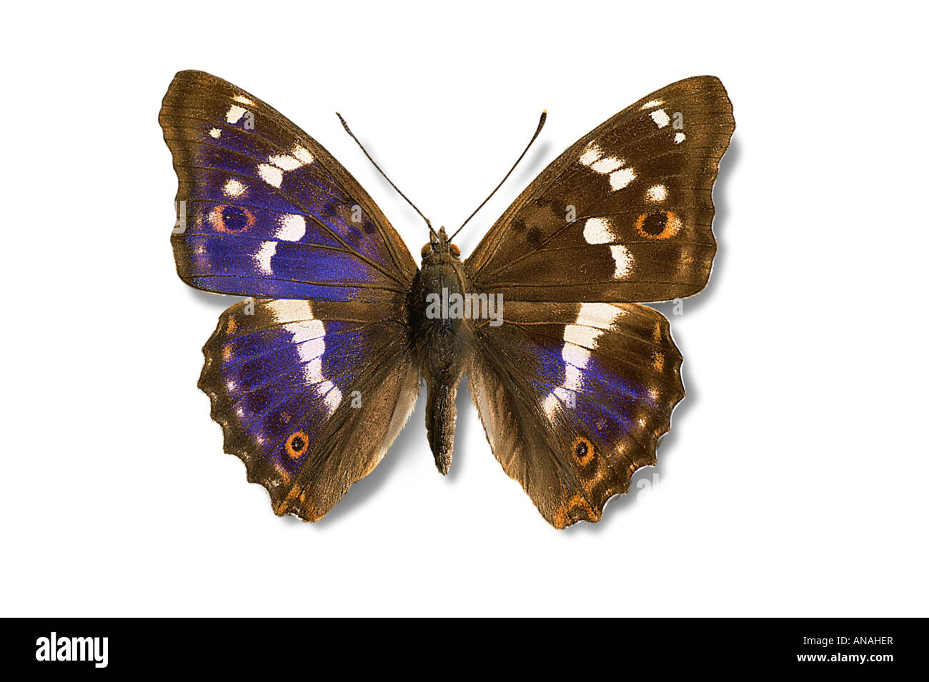 Close up portrait emperor Cut Out Stock Images & Pictures - Alamy