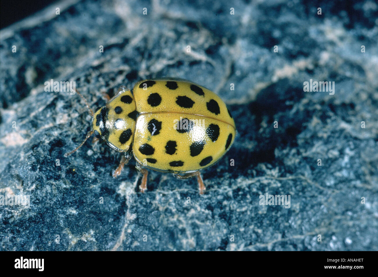 twentytwo-spot ladybird beetle (Thea vigintiduopunctata), on stone ...