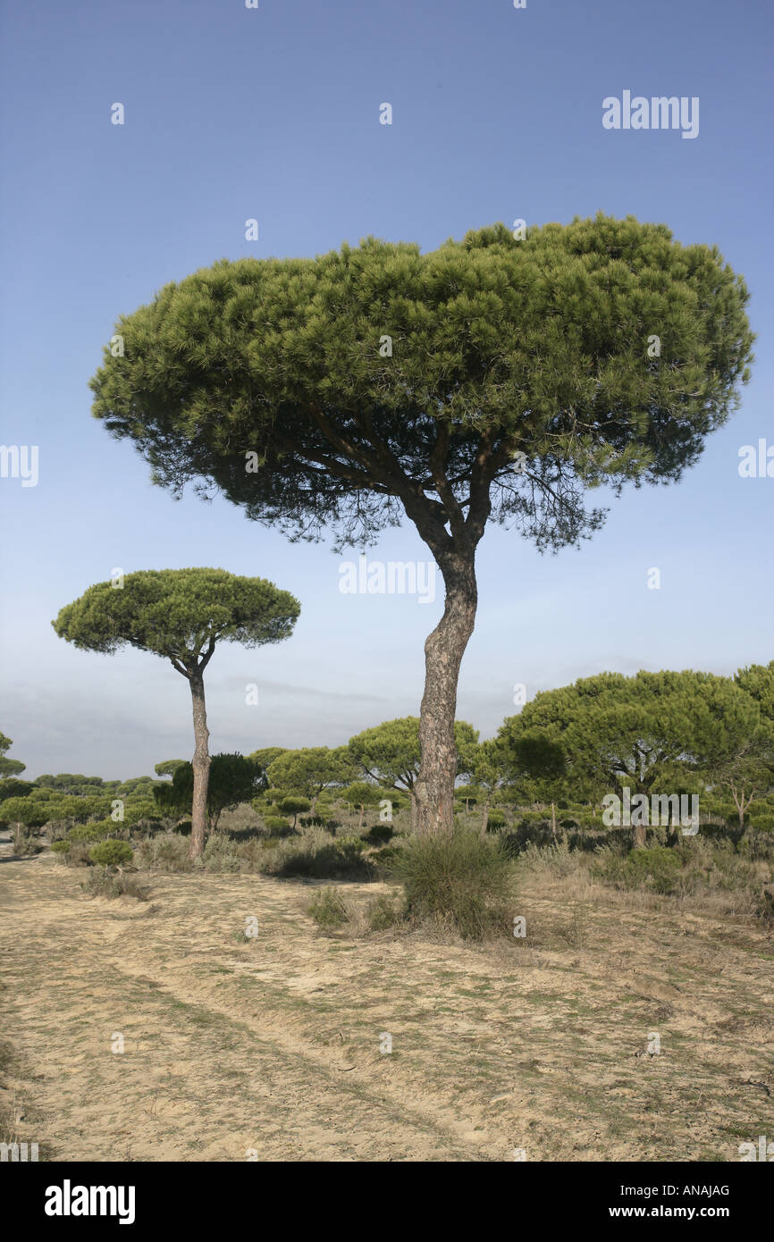 Coto Donona National Park West Andalucia Spain Stone Pine Pinus pinea ...