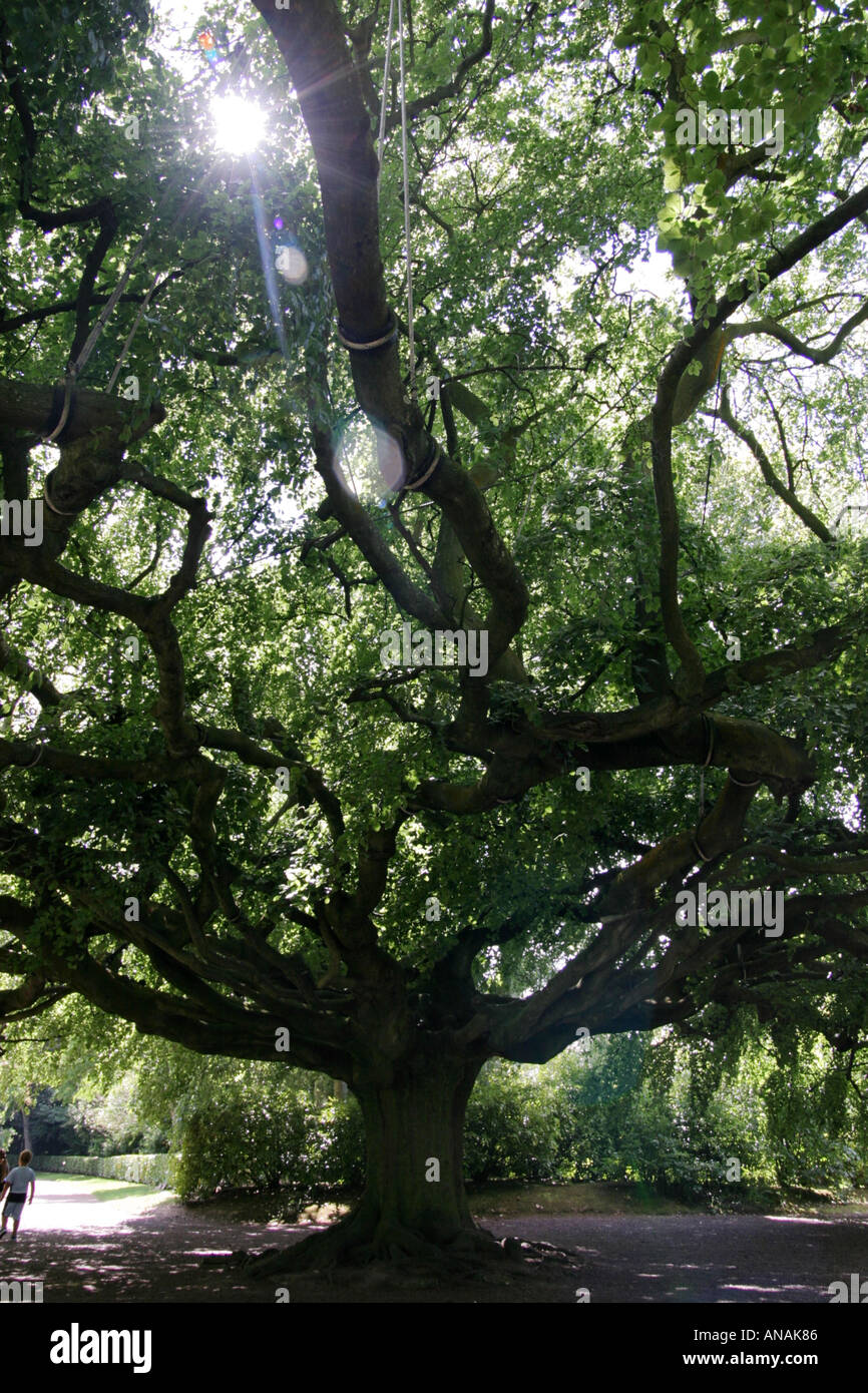 large willow tree in grounds of park in Bayeaux, France Stock Photo - Alamy