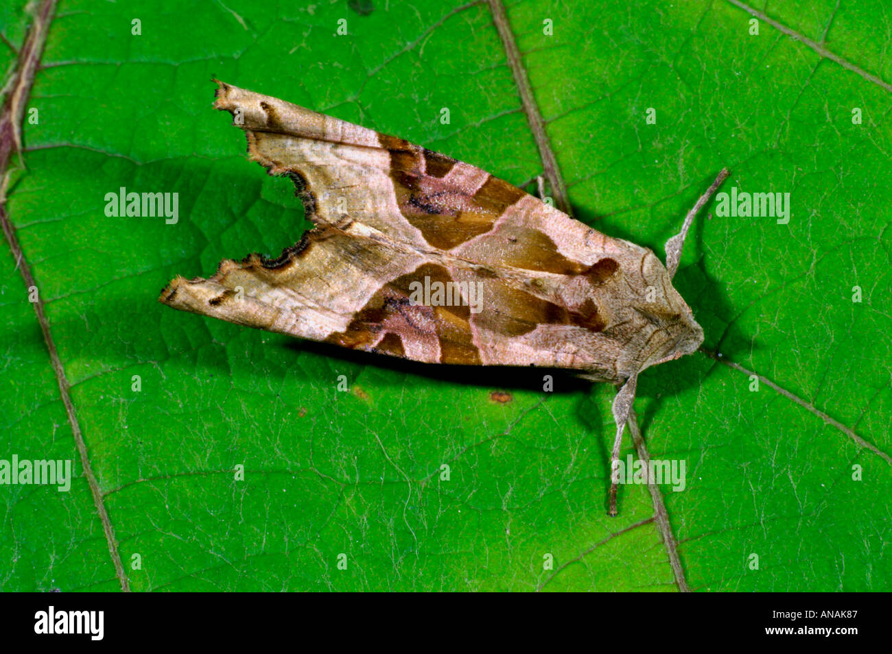 Angle shades moth uk hi-res stock photography and images - Alamy