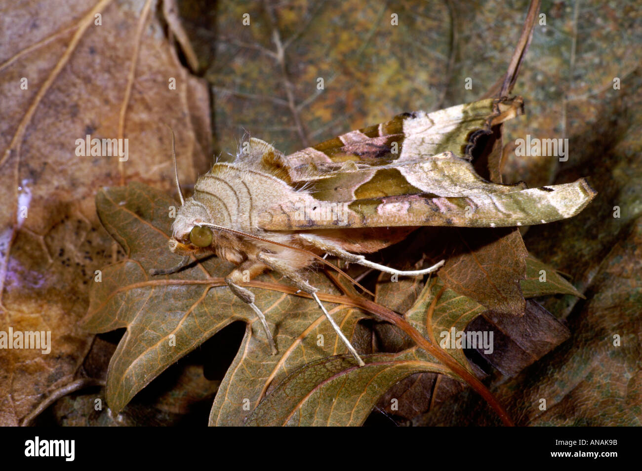 Angle Shades moth Phlogophora meticulosa August Cornwall Stock Photo ...