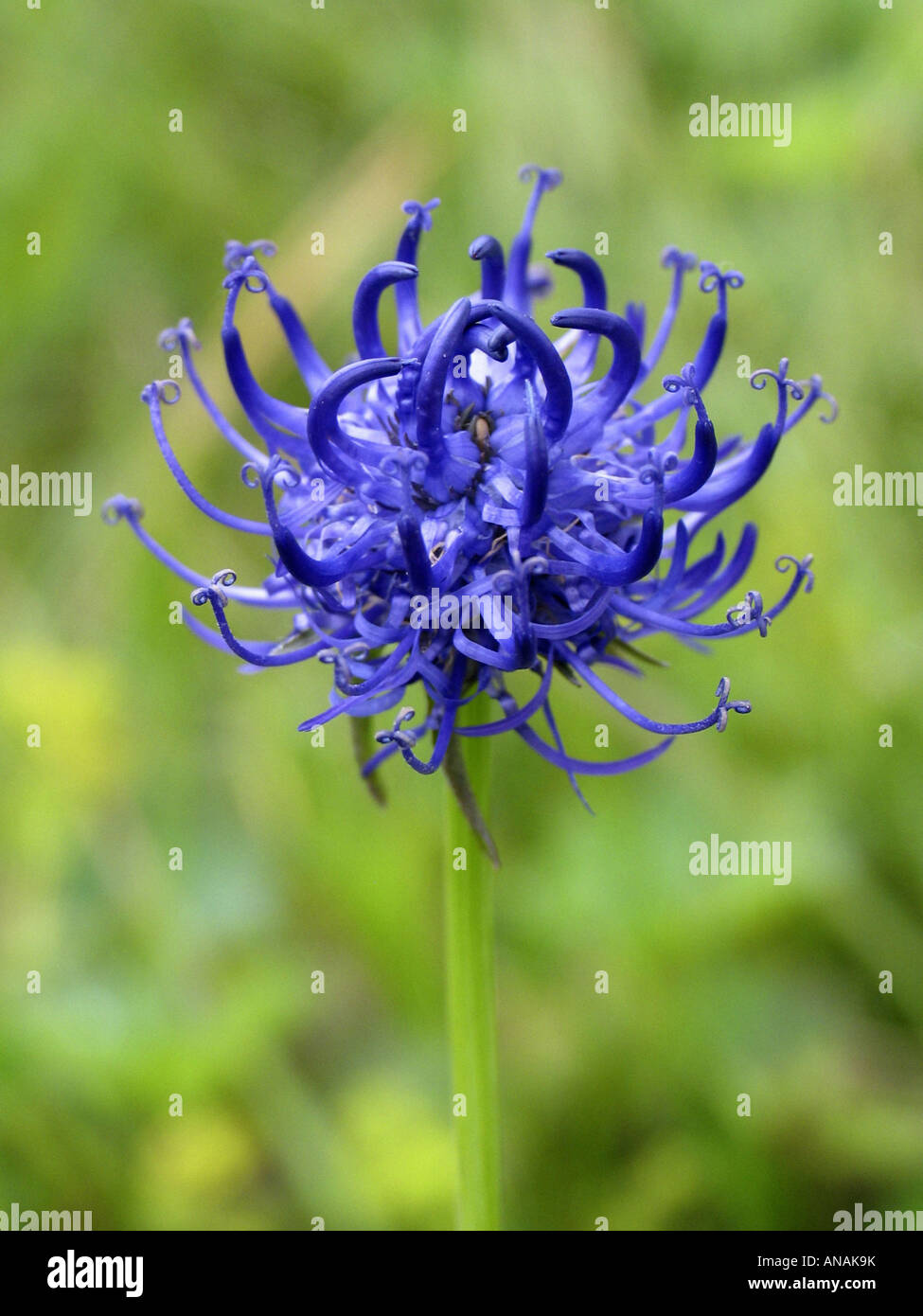 Round headed rampions hi-res stock photography and images - Alamy