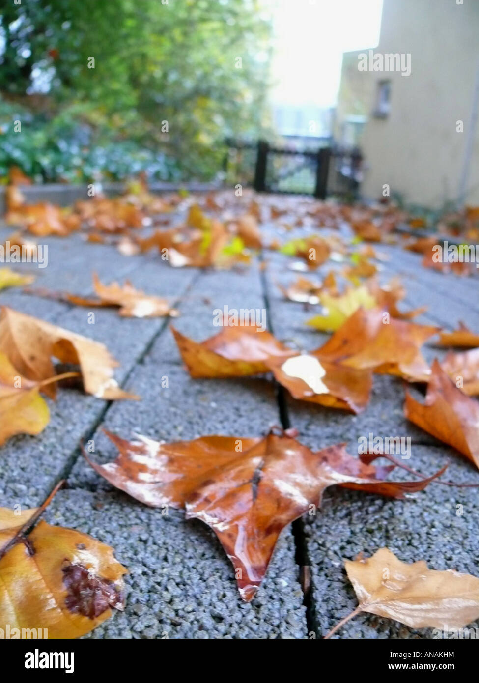 London planetree autumn leaf hi-res stock photography and images - Alamy
