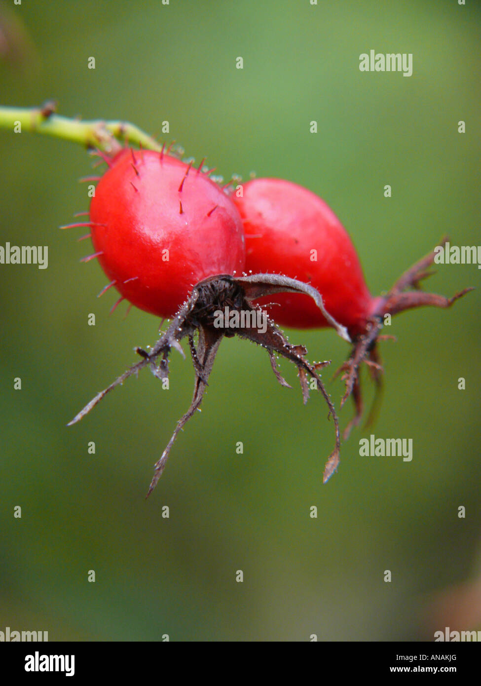 sweet briar rose (Rosa rubiginosa), rose hips Stock Photo - Alamy