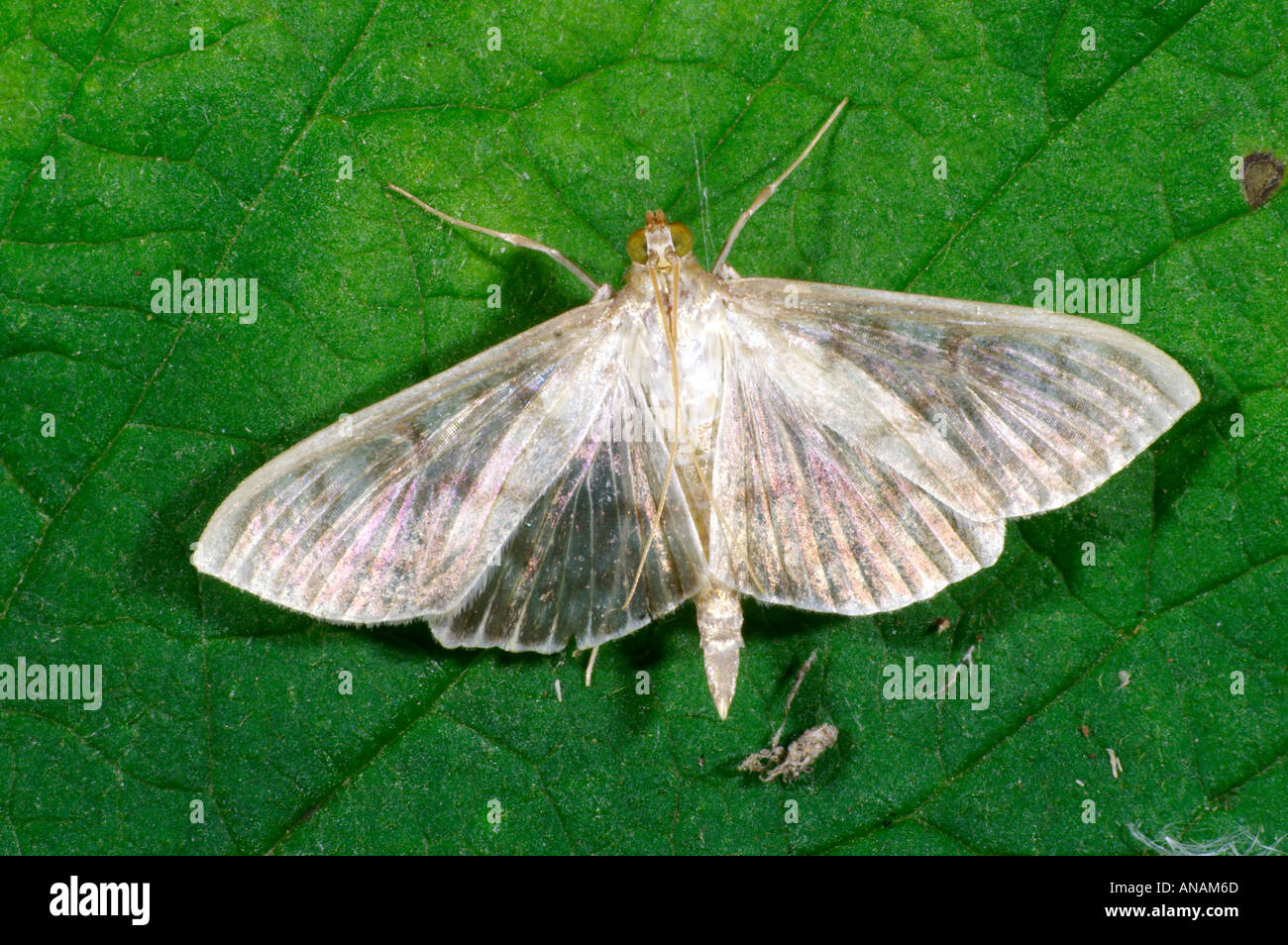 Mother Of Pearl moth Pleuroptya ruralis August 2005 Cornwall Stock ...