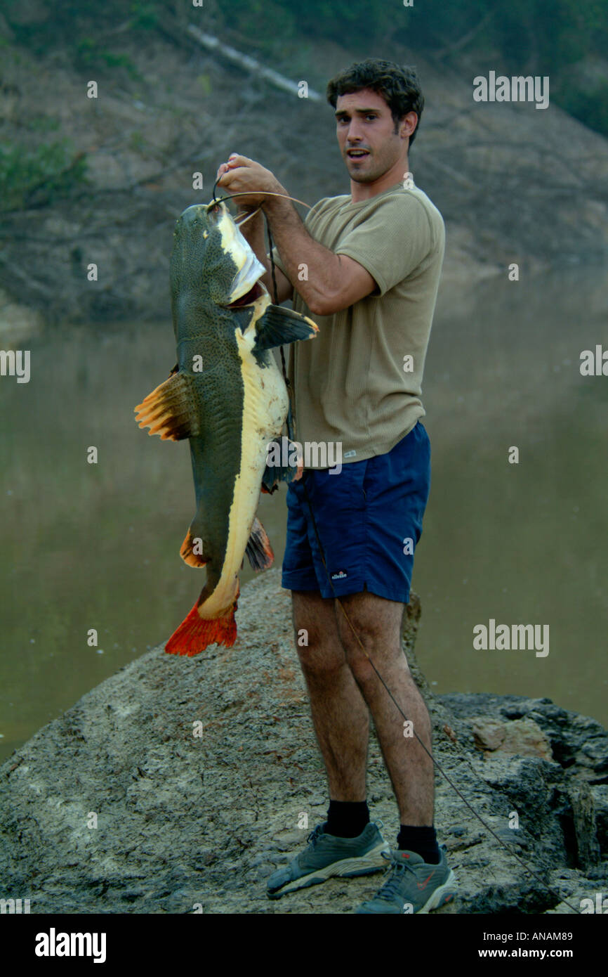 Phractocephalus hemioliopterus hi-res stock photography and images - Alamy