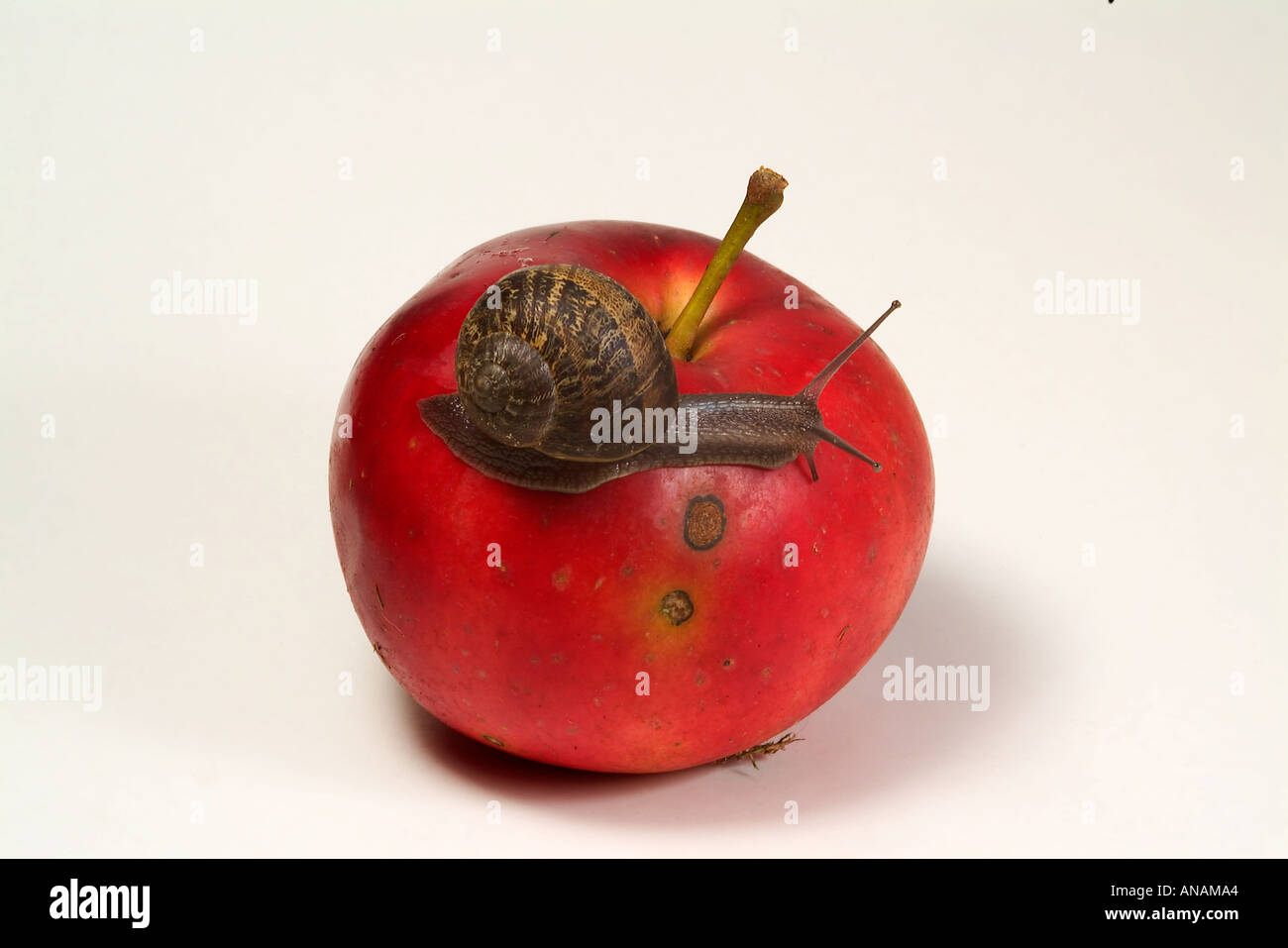 GARDEN SNAIL Helix aspersa on ORGANIC APPLE Stock Photo - Alamy