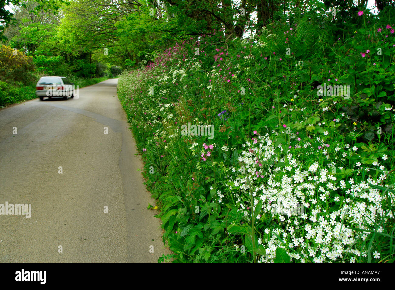Hedgerow history hi-res stock photography and images - Alamy