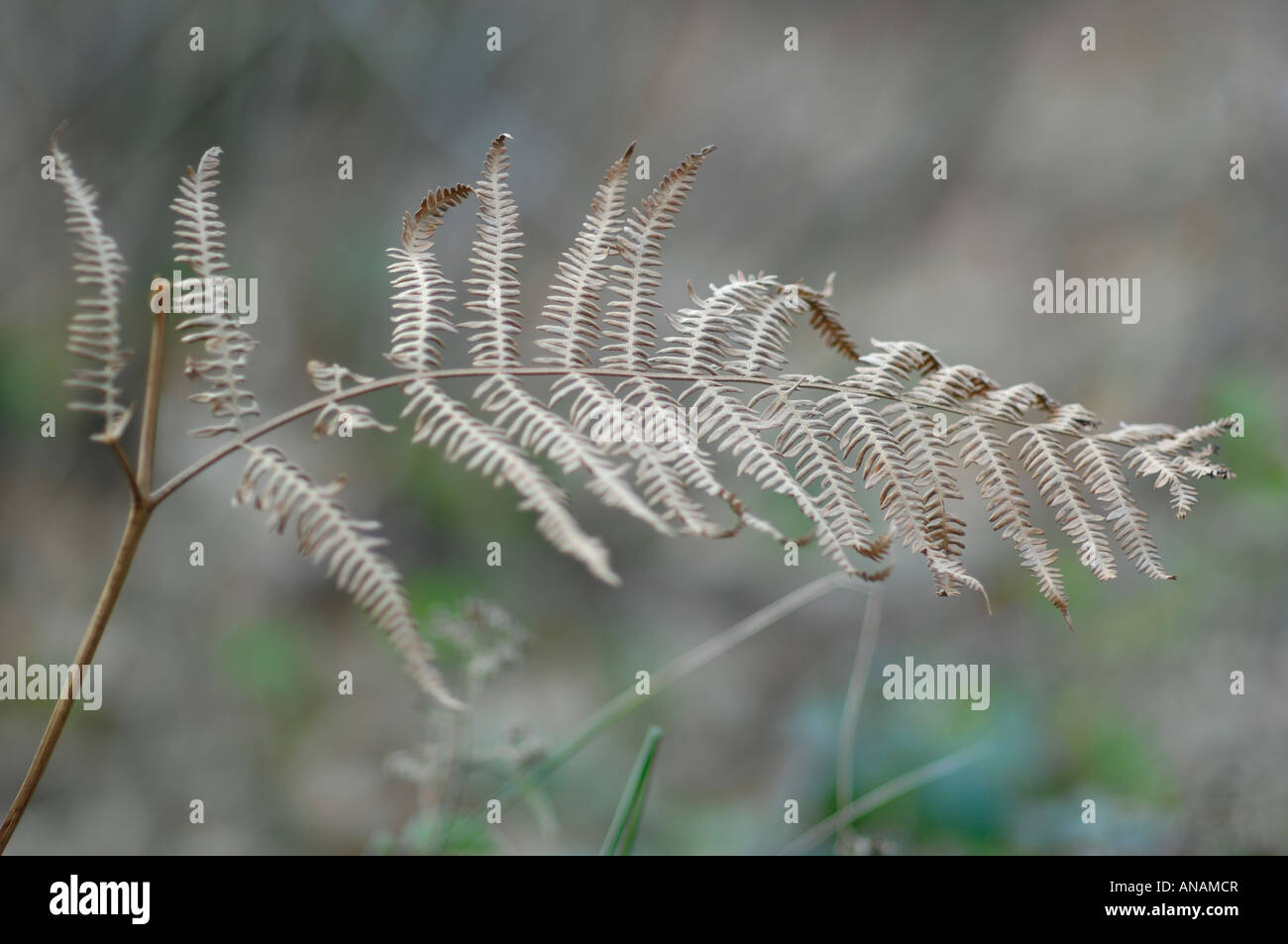 Over winter tree fern hi-res stock photography and images - Alamy