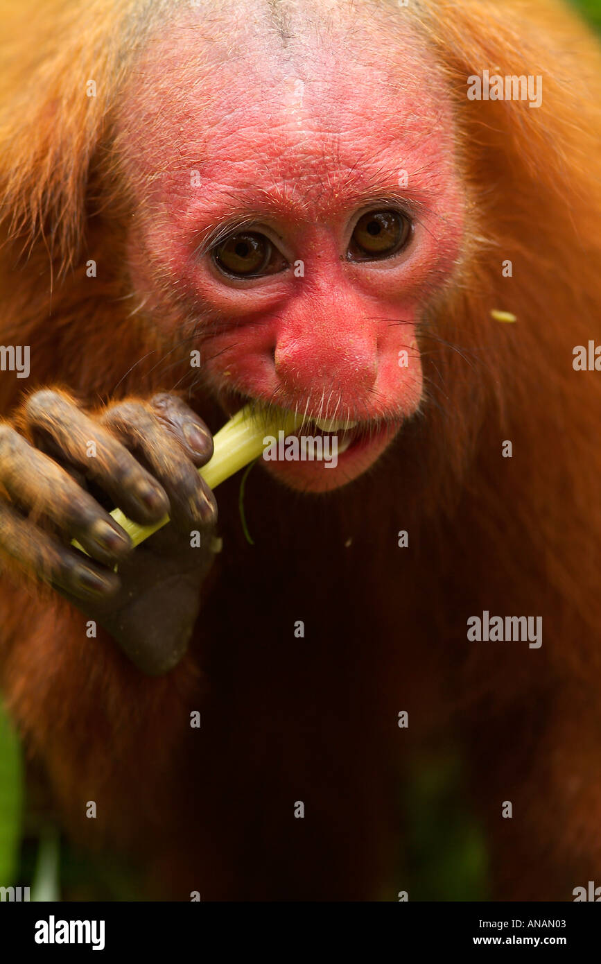 Uakari Monkey High Resolution Stock Photography and Images - Alamy