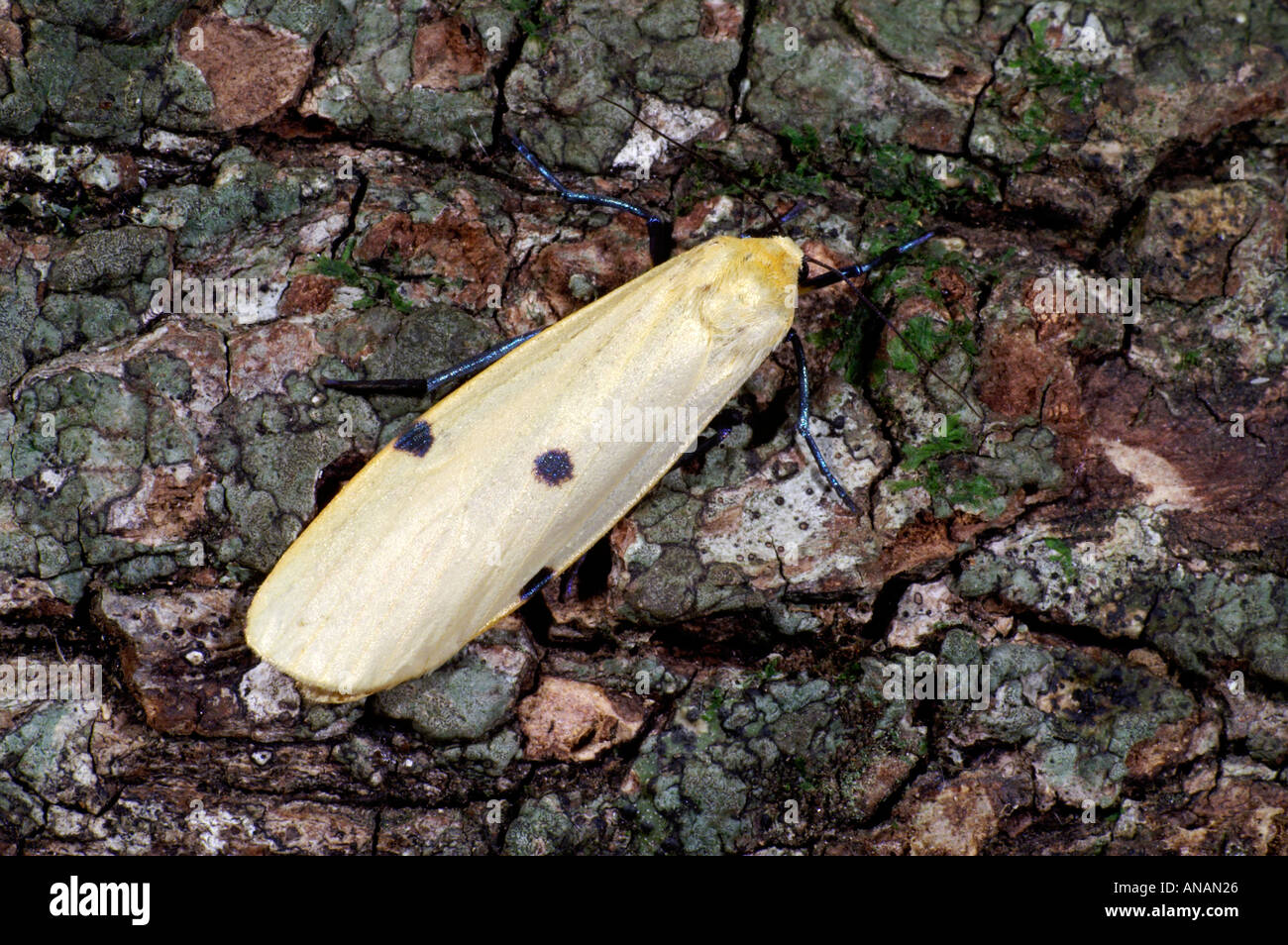 Four Spotted Footman moth Lithosia quadra female August 2005 Cornwall ...
