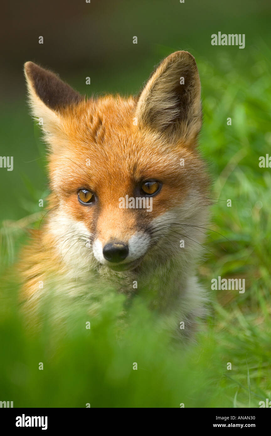 British Fox High Resolution Stock Photography and Images - Alamy