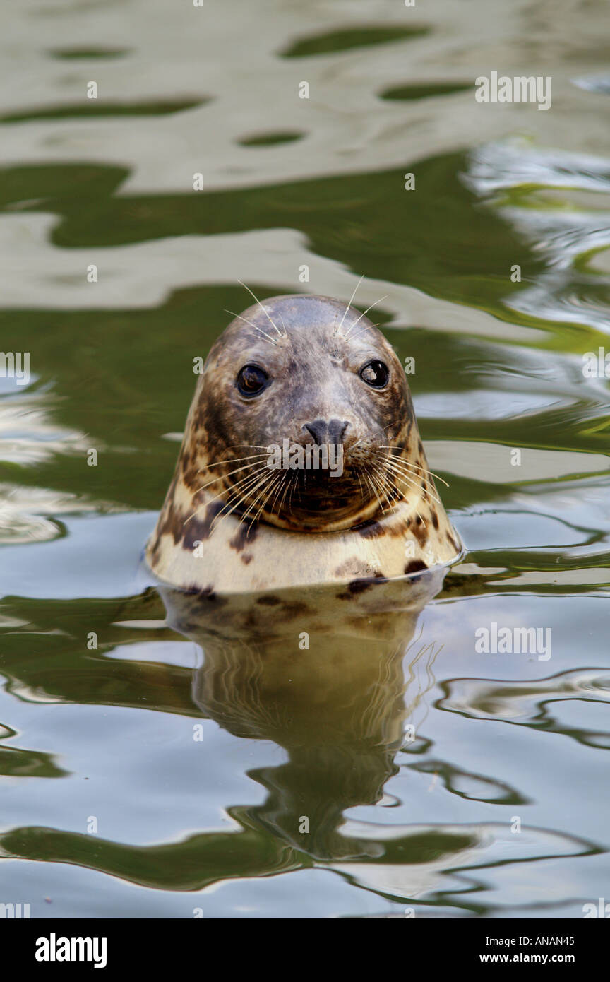 Grey seal cornwall hi-res stock photography and images - Alamy