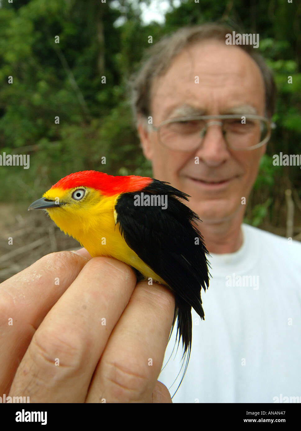 Wire tailed manakin hi-res stock photography and images - Alamy