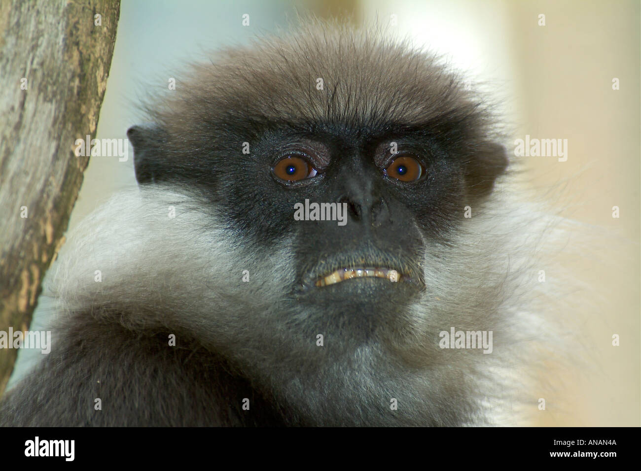 Bear monkey hi-res stock photography and images - Alamy