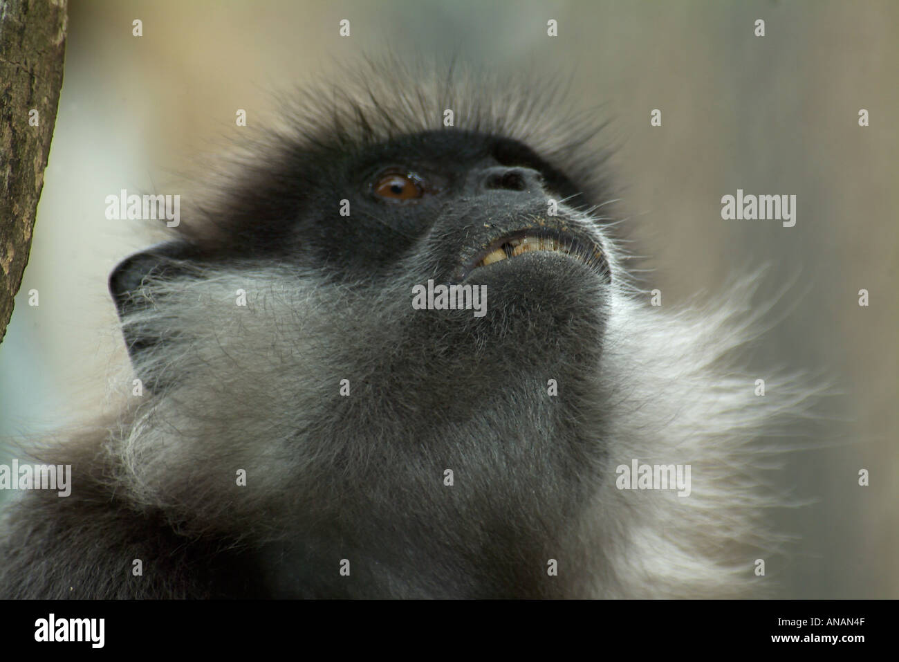 Purple faced Langur Trachypithecus vetulus monticola Bear Monkey ...