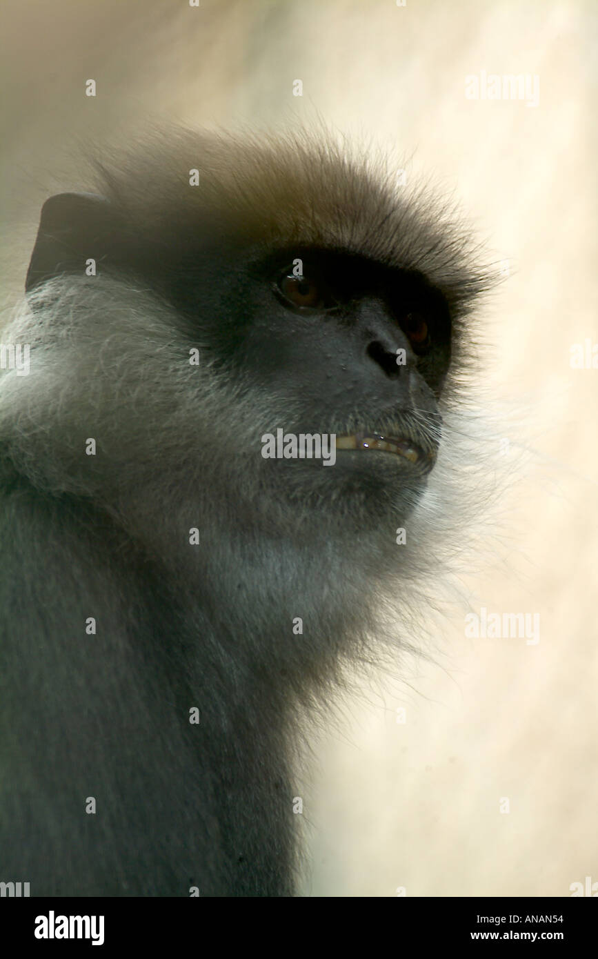 Purple faced Langur Trachypithecus vetulus monticola Bear Monkey ...