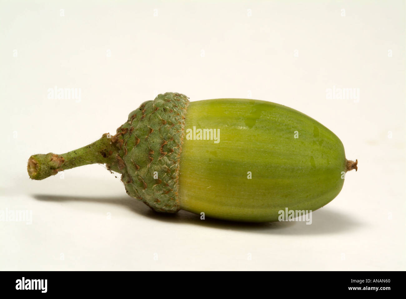 ENGLISH OAK or PEDUNCULATE OAK Quercus robur unripe acorn Stock Photo ...