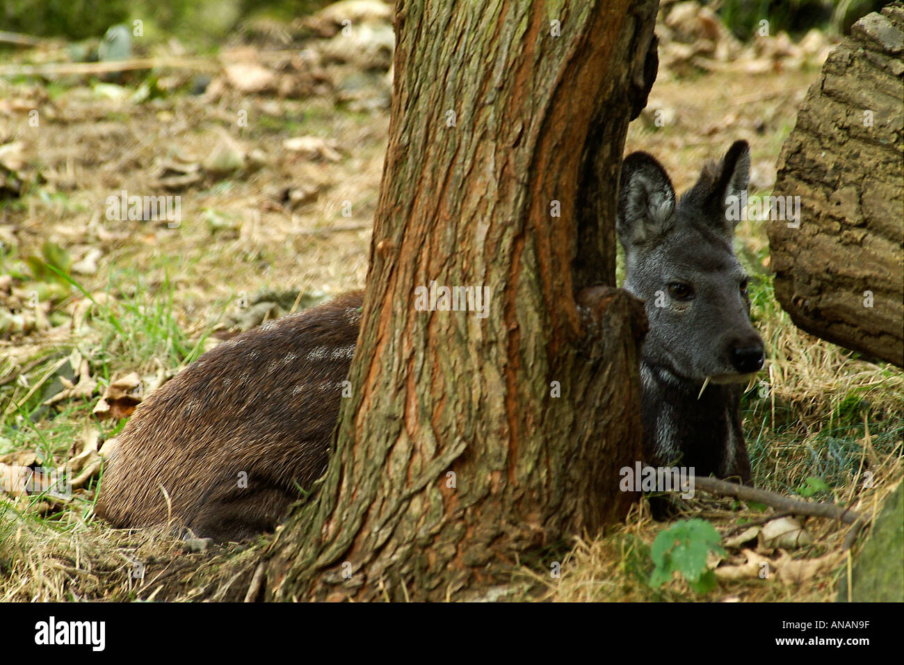 Endangered musk deer hi-res stock photography and images - Alamy