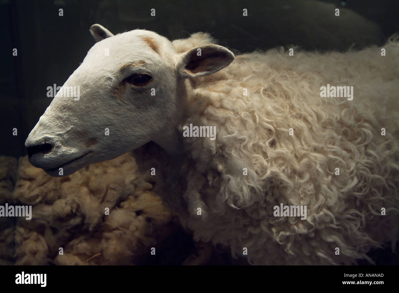 Morag cloned sheep hi-res stock photography and images - Alamy