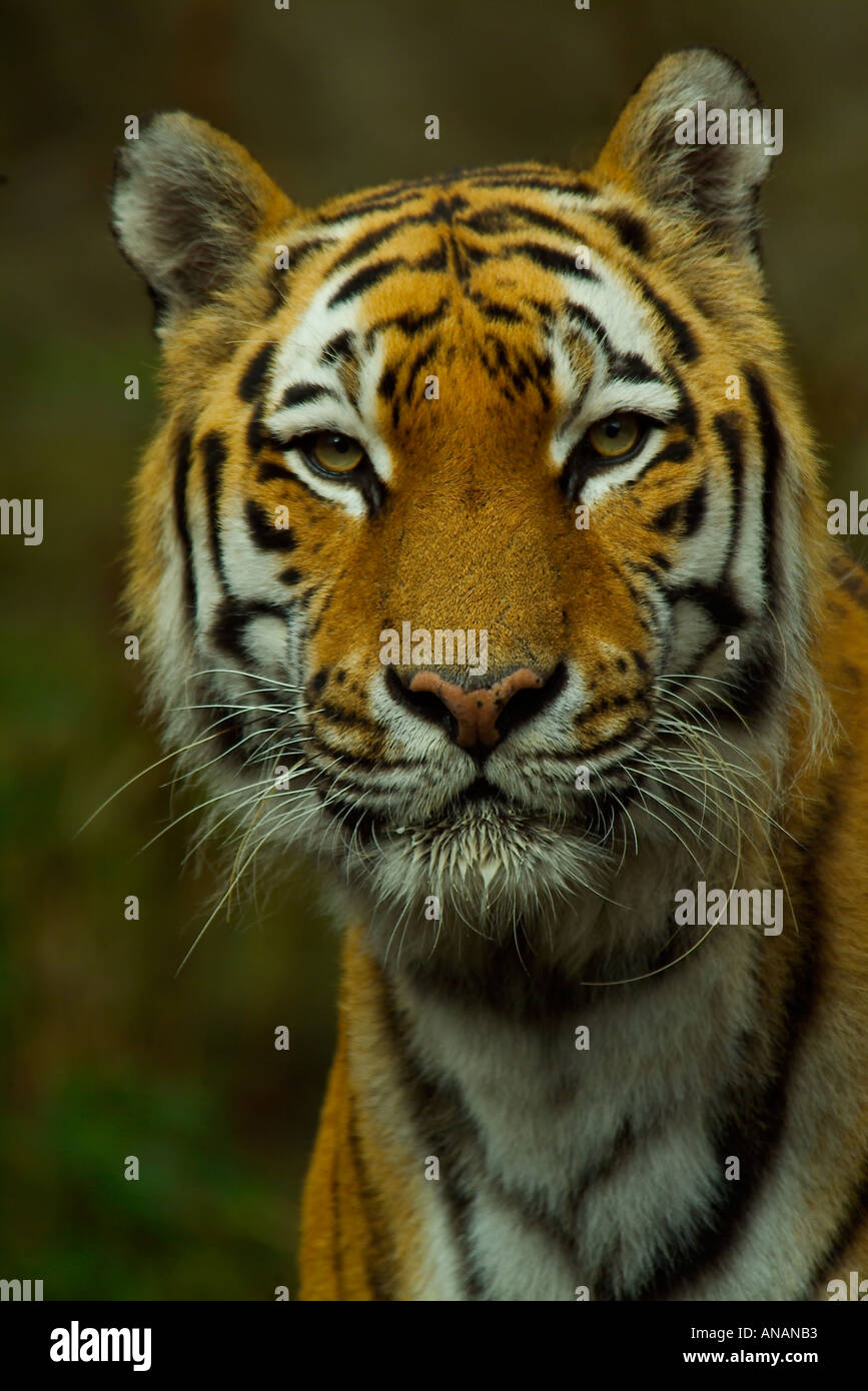 SIBERIAN or AMUR TIGER Panthera tigris altaica Russian Far East Stock ...