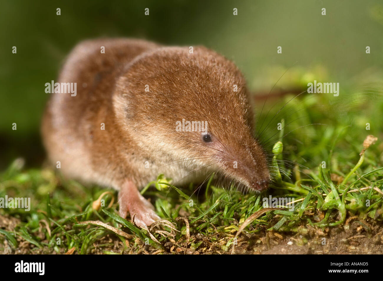 Common Shrew Sorex araneus May 2005 Cornwall Stock Photo - Alamy