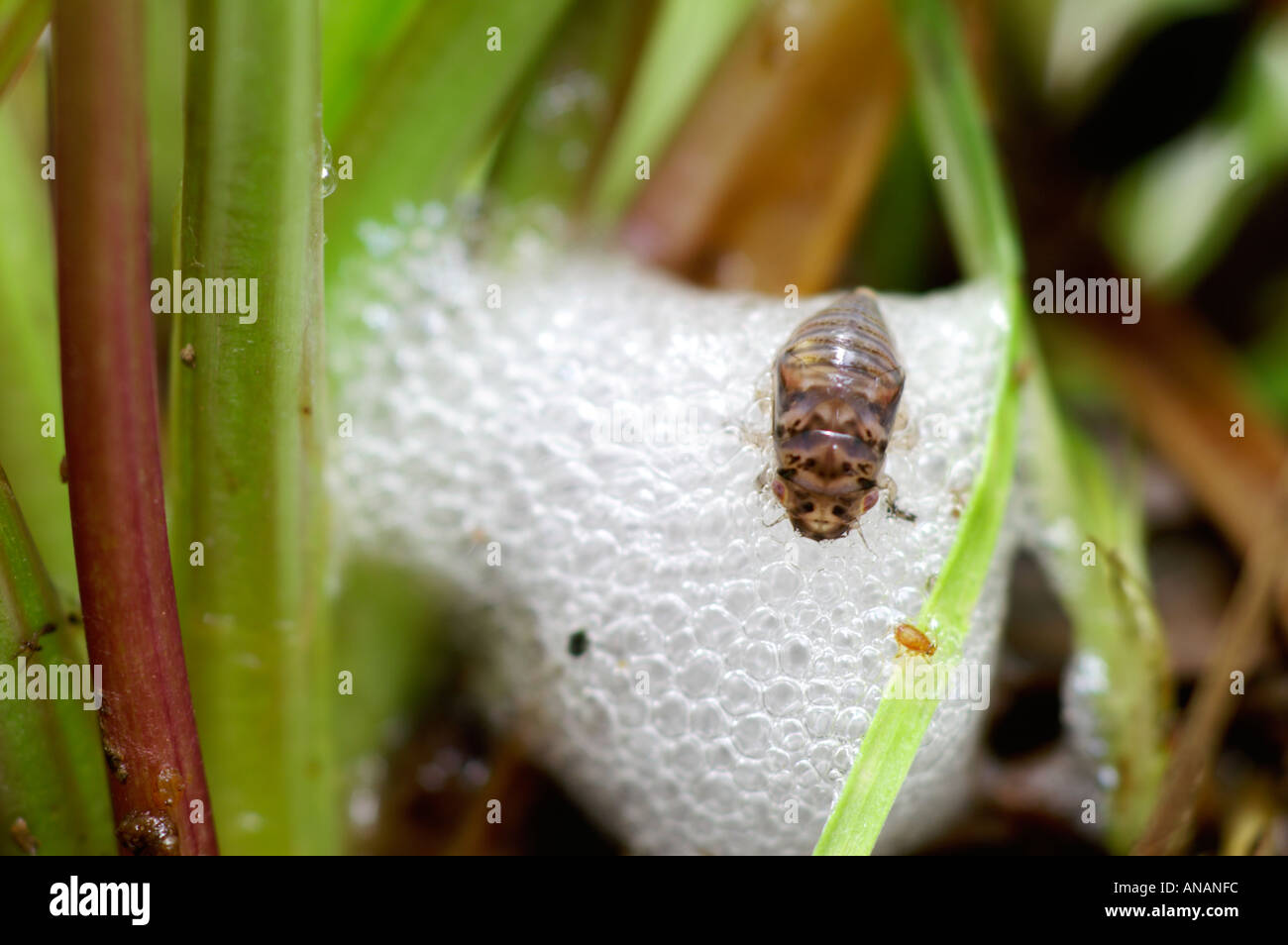 Spittle bug froth hi-res stock photography and images - Alamy