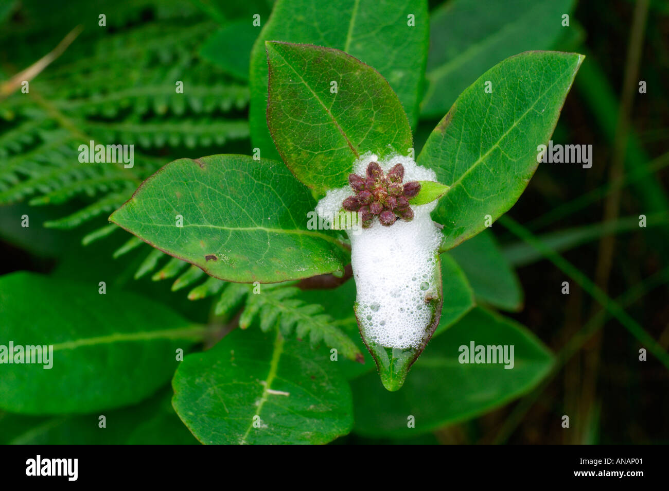 Cuckoo spit philaenus hi-res stock photography and images - Alamy