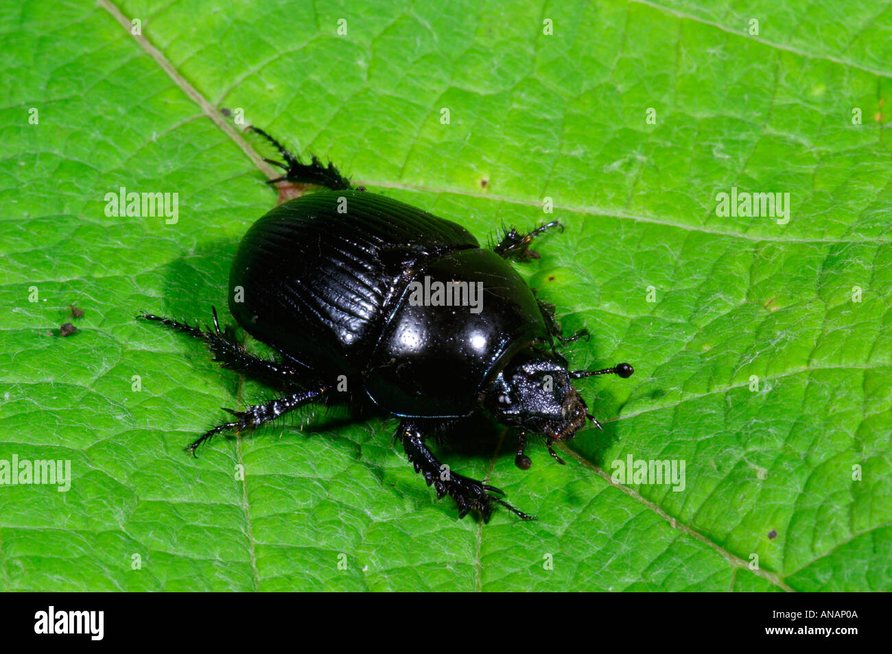 Dor Beetle Geotrupes stercorarius Summer 2005 Cornwall Stock Photo - Alamy