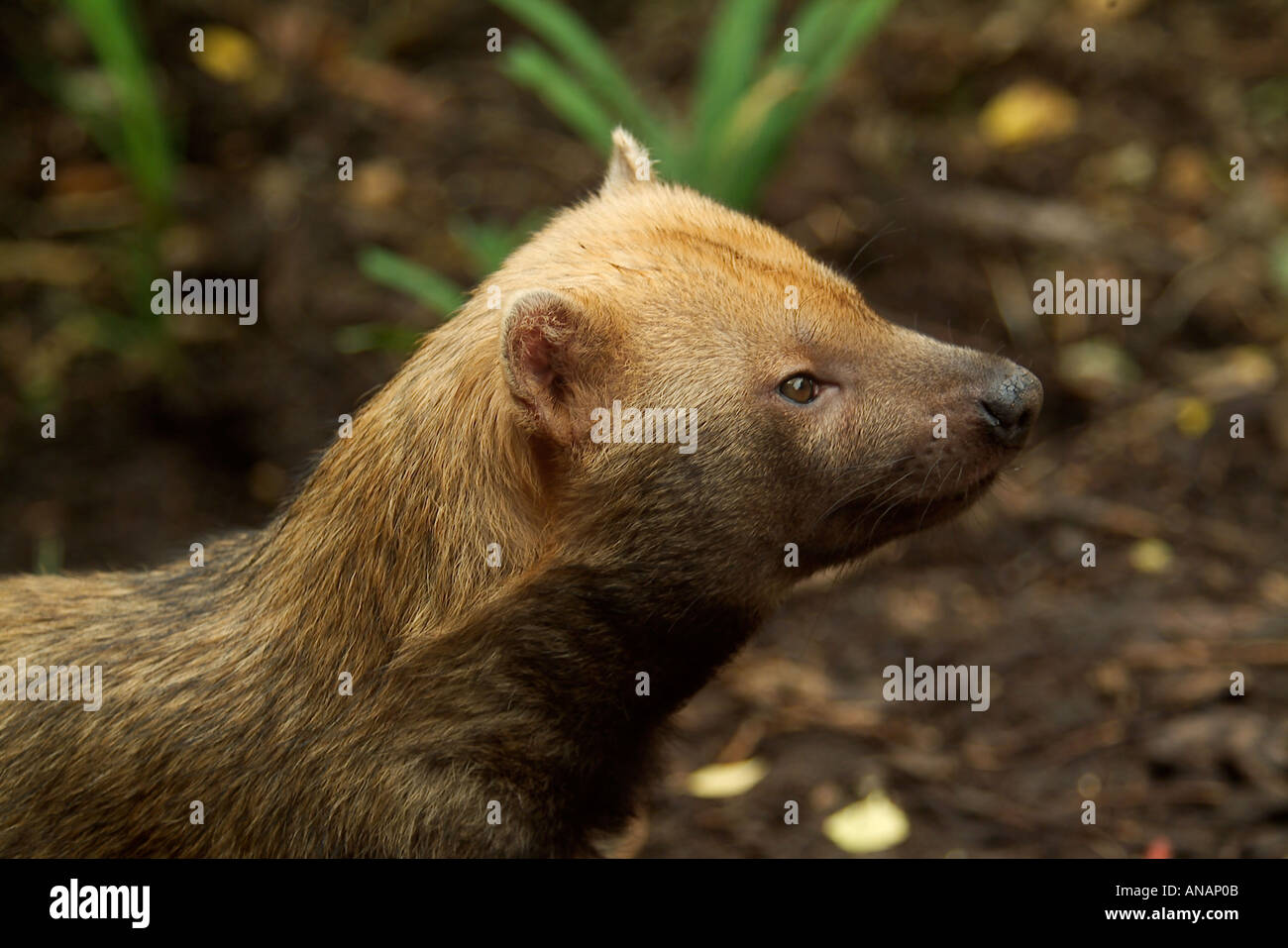 BUSH DOG or VINEGAR FOX Speothos venaticus Amazon Basin Stock Photo - Alamy