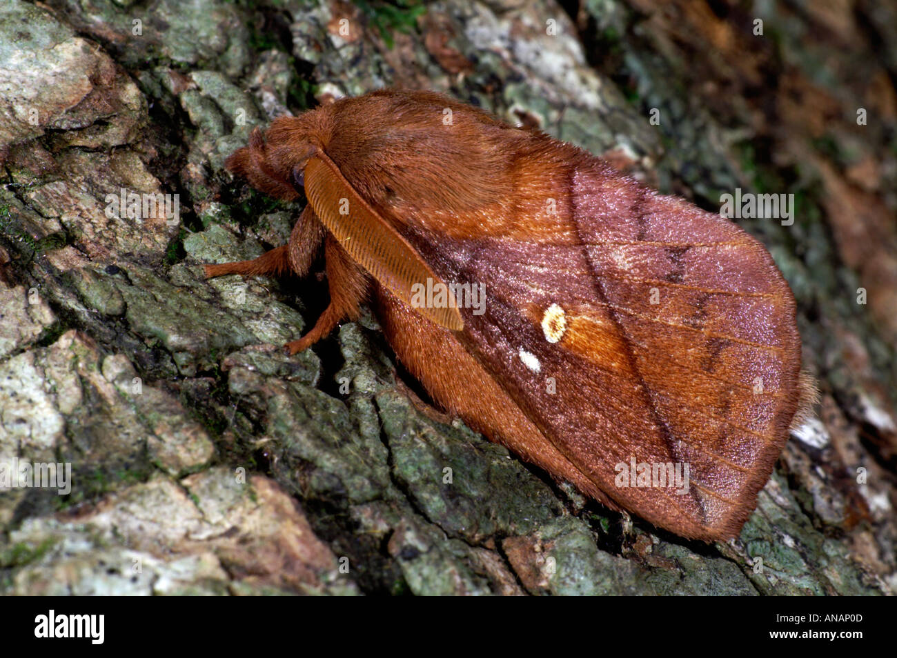 Drinker moth Euthrix potatoria August 2005 Cornwall Stock Photo - Alamy