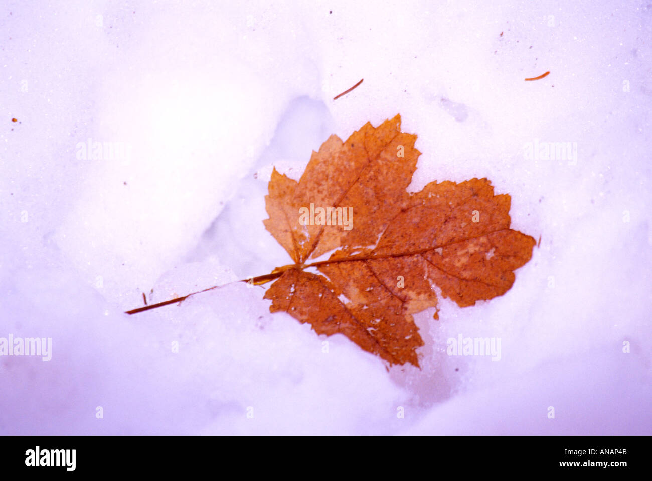 Lone Maple Leaf in Snow Stock Photo - Alamy