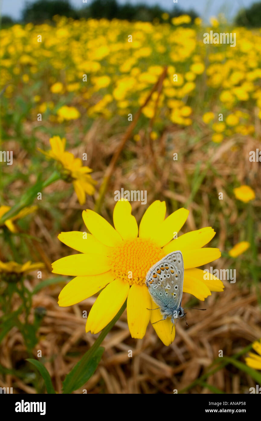 common blue butterfly on corn marigold Stock Photo - Alamy